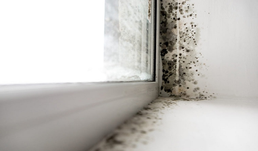 How Dangerous is Mold? Health Risks of Mold - House I Love