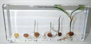 Discover the 4 stages of plant life cycle