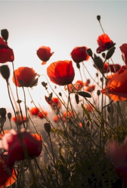 Decorate your room with the best floral posters - House I Love