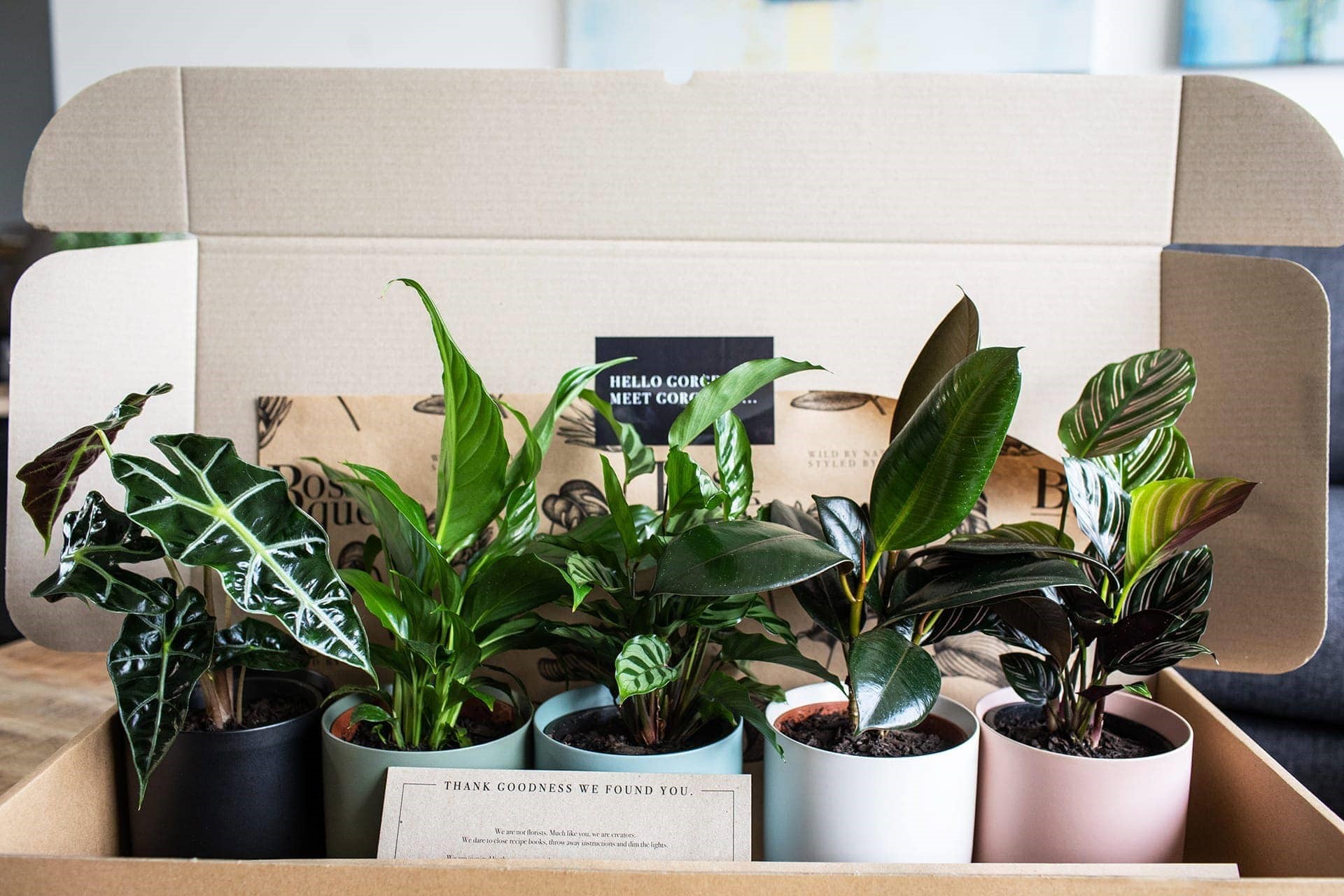 Six Incredible Benefits of Plant Delivery - House I Love