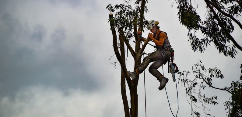 What Can An Arborist Help You With? - House I Love