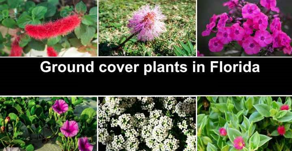 How to Choose the Best Ground Cover for Florida - House I Love