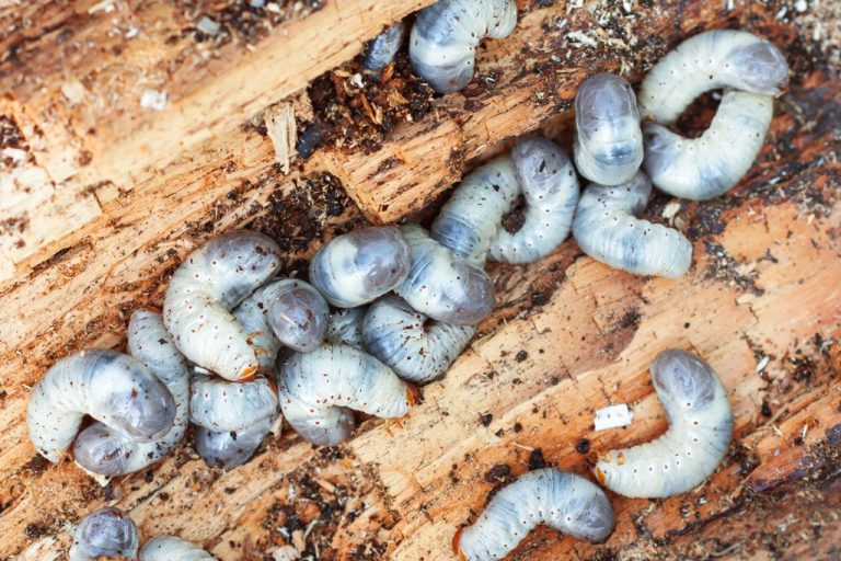 Eliminate Chafer Grubs: Methods for a Healthy, Grub-Free Lawn - House I ...